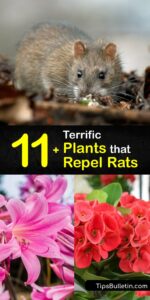 Rat Repellent Plants - Awesome Plants to Keep Rats Away