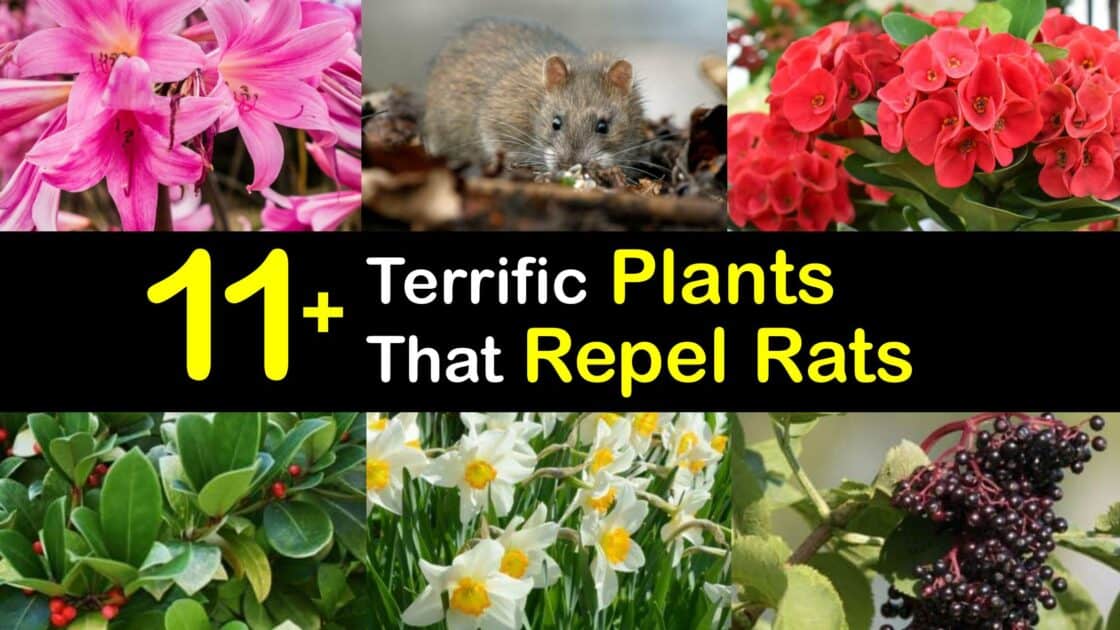 Rat Repellent Plants - Awesome Plants to Keep Rats Away