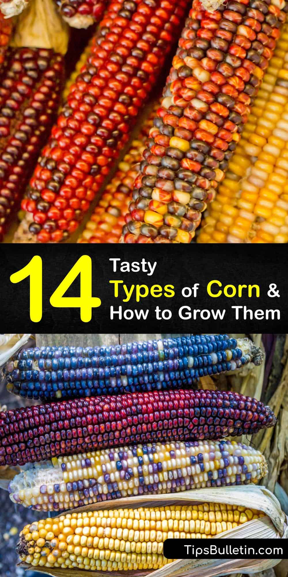 Corn Varieties - Choosing Different Types of Corn
