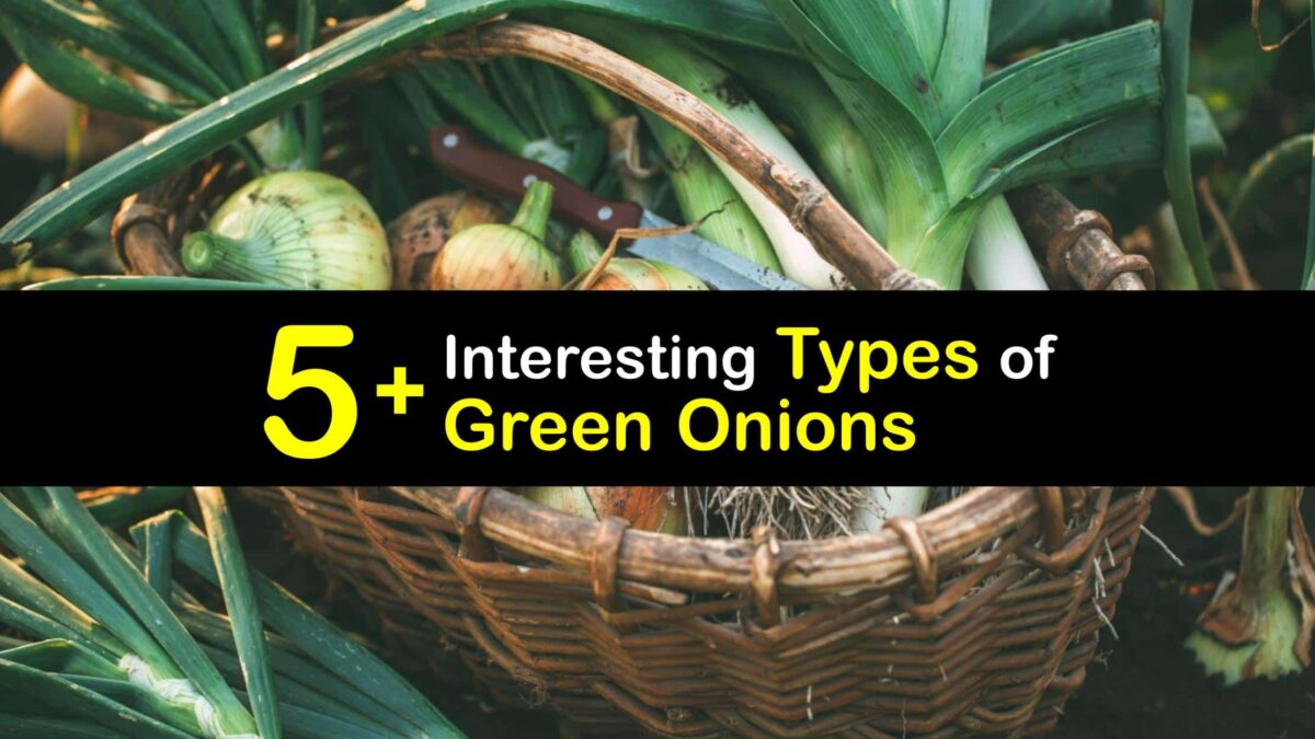 Varieties of Green Onions - Different Types of Green Onion Plants