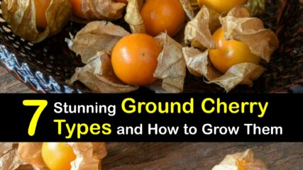 Ground Cherry Varieties - Best Kinds of Ground Cherry Plants