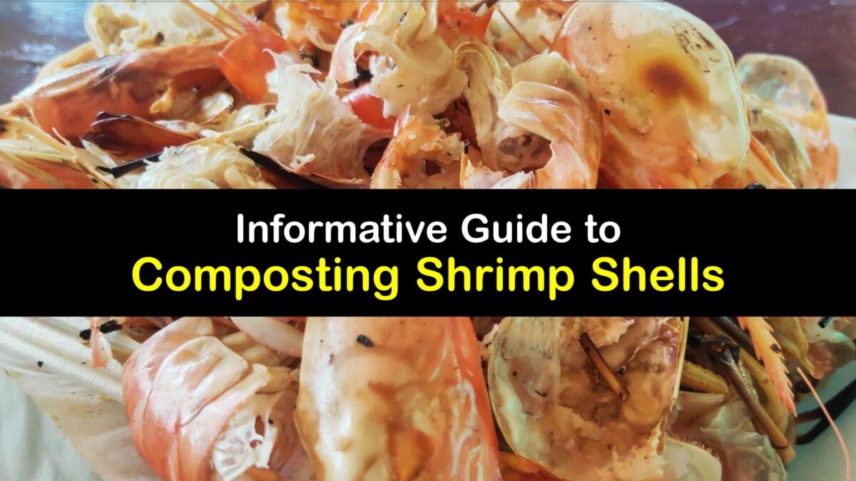 Can Shrimp Shells be Composted - Add Shrimp Shells to Compost
