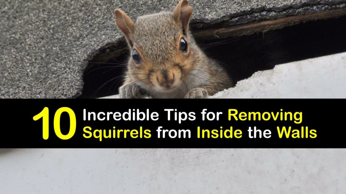 Removing Squirrels - Ways to Get a Squirrel Out of the Wall