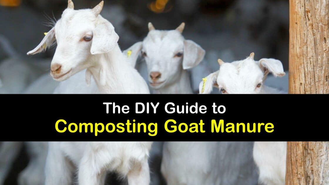 Simple Goat Manure Fertilizer - Composting Goat Dung