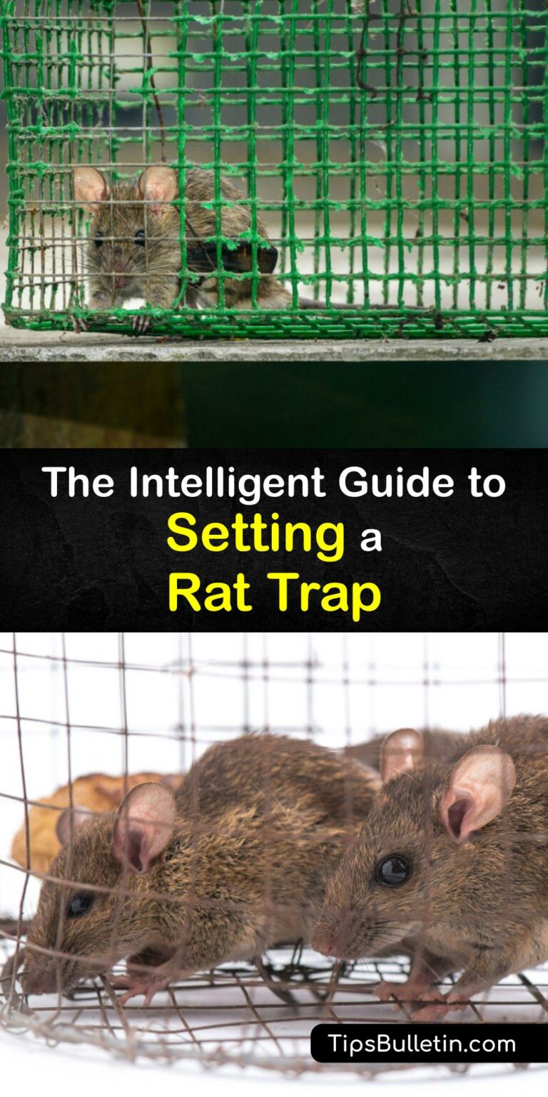 Setting a Rat Trap - Easy Guide to Using a Trap for Rats