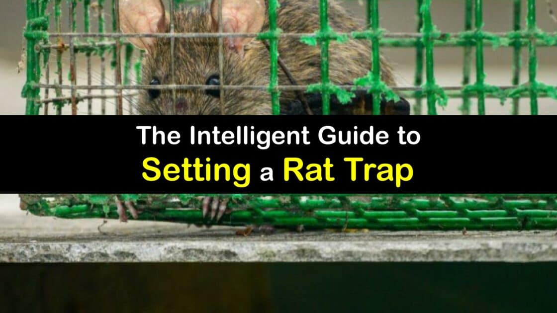 Setting a Rat Trap - Easy Guide to Using a Trap for Rats