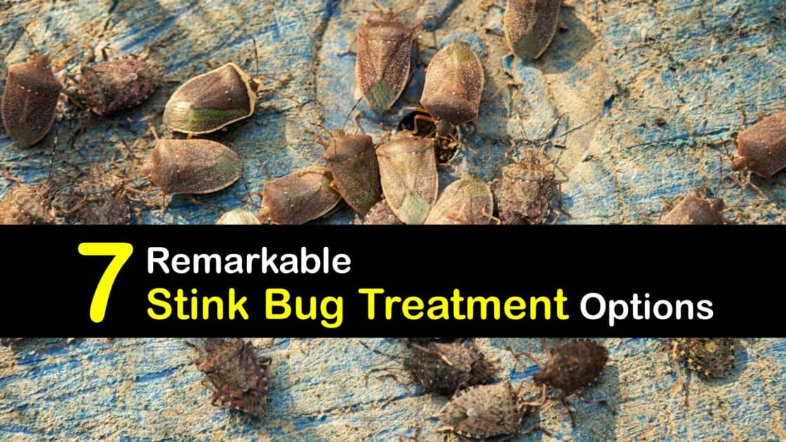 Treating Stink Bugs - Smart Guide to Getting Rid of Stink Bugs