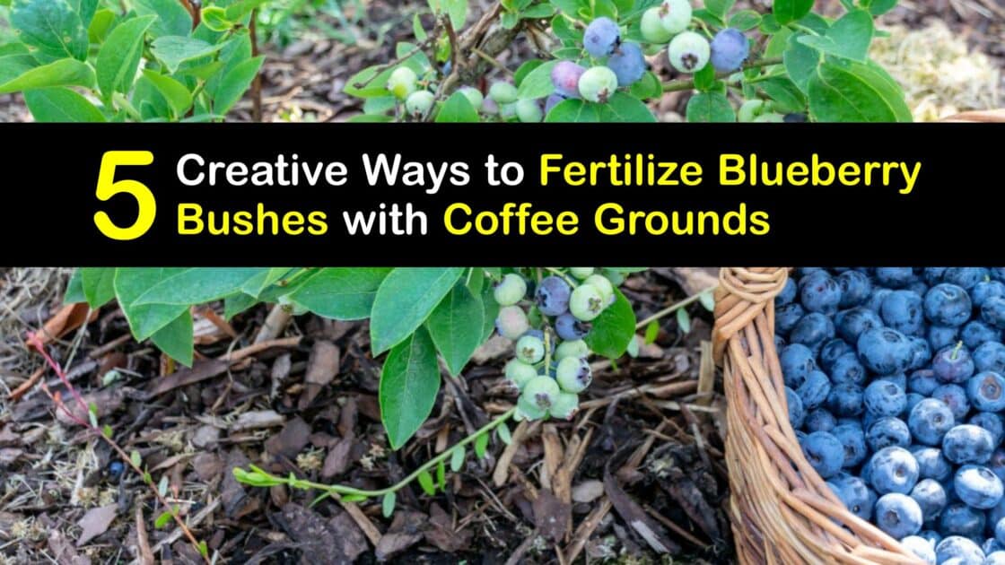 DIY Blueberry Food - Fertilizing Blueberries with Coffee Grounds