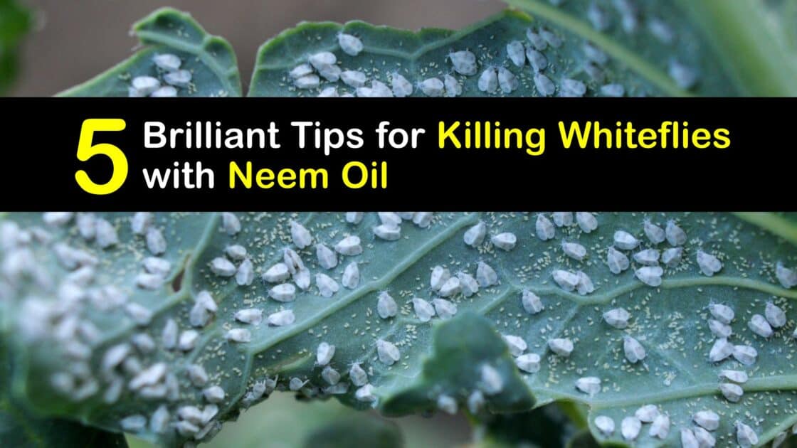 Does Neem Oil Kill Whiteflies