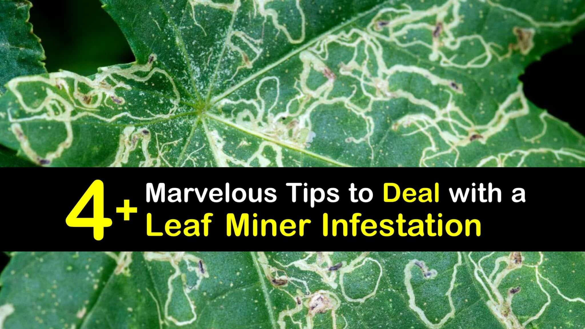Infested with Leaf Miners - Brilliant Tricks to Control Leaf Miners