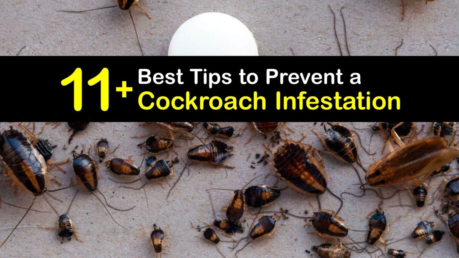 What is a Roach Infestation and How to Handle It