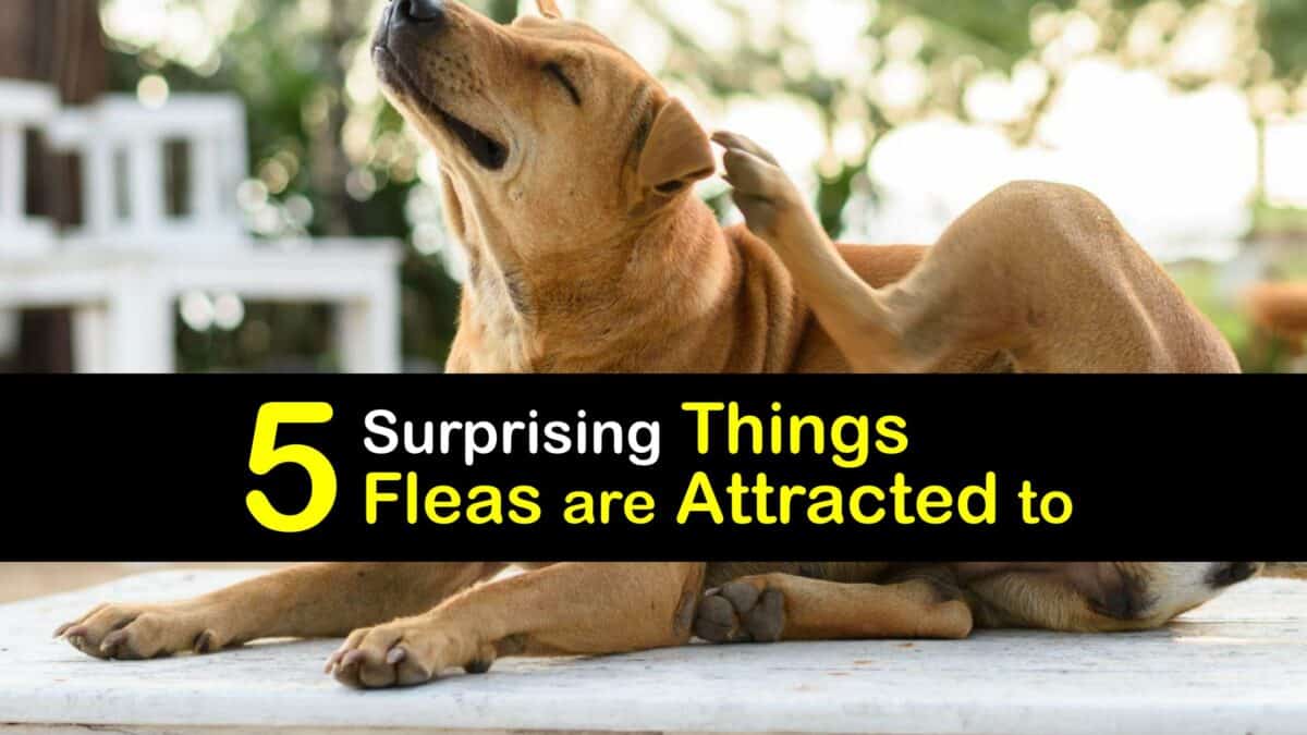 What Attracts Fleas - How to Keep Fleas Away