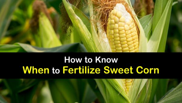 Fertilizing Sweet Corn - Time to Fertilize Corn Plants