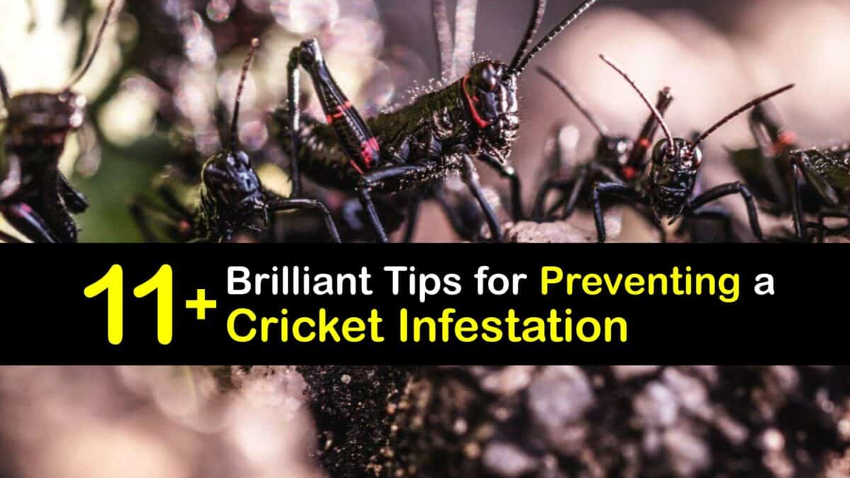 Eliminate a Cricket Problem - How to Handle a Cricket Infestation