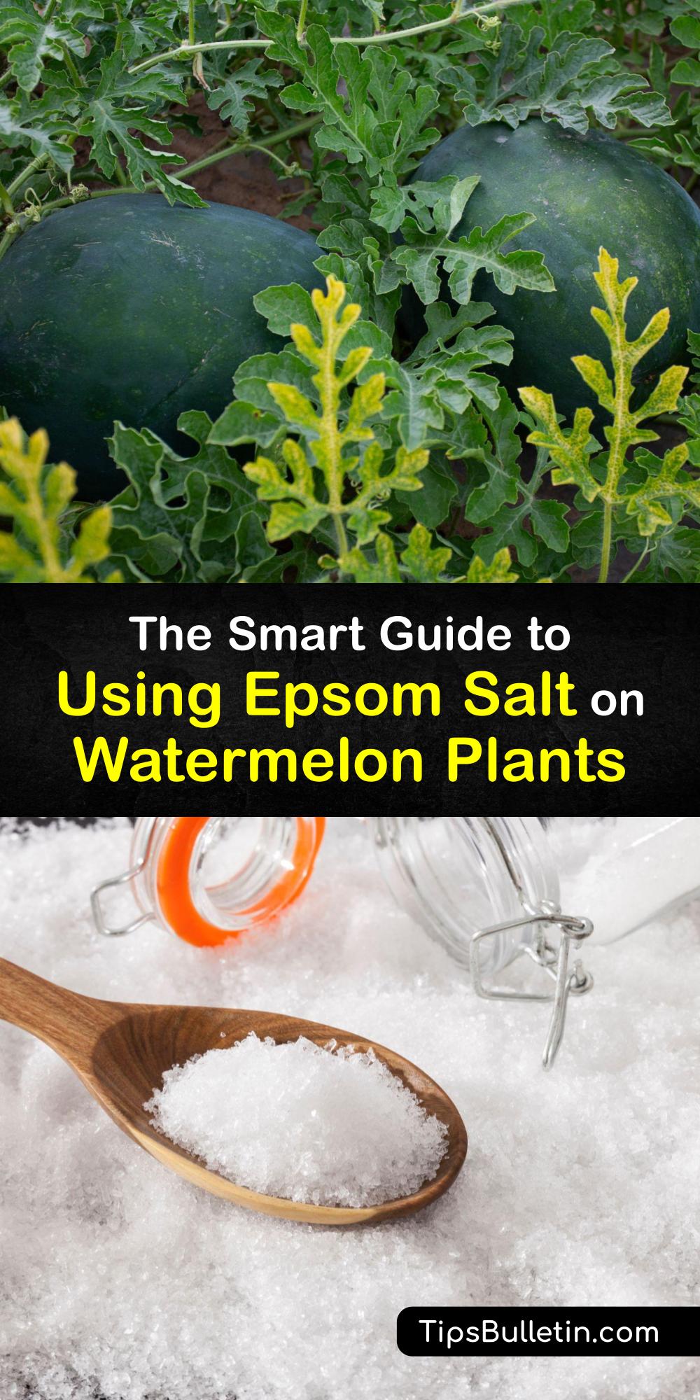 Feeding Watermelon Plants - Epsom Salt Fertilizer for Watermelon