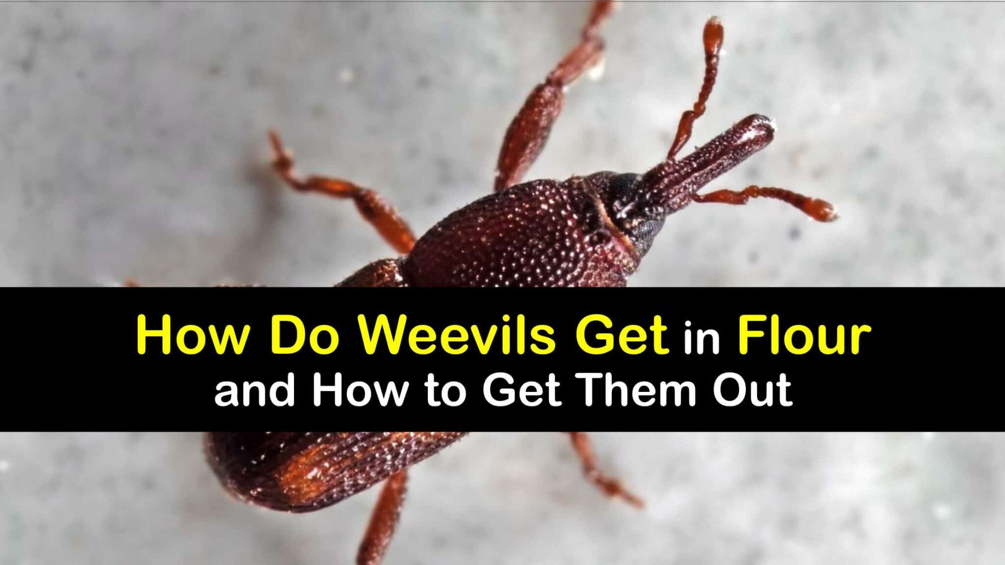 Flour Weevil Problems - Smart Tips to Get Rid of Weevils in Flour