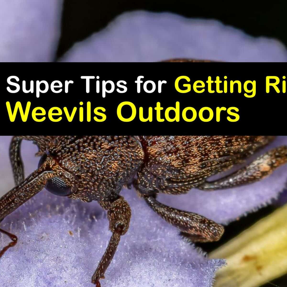 How To Get Rid Of Weevils In Garden | Fasci Garden