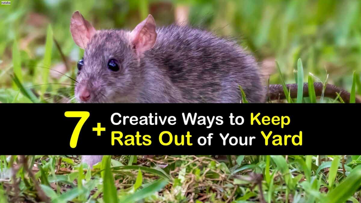 Keep Rats Out of the Yard - Easy Ways to Make Rats Stay Away