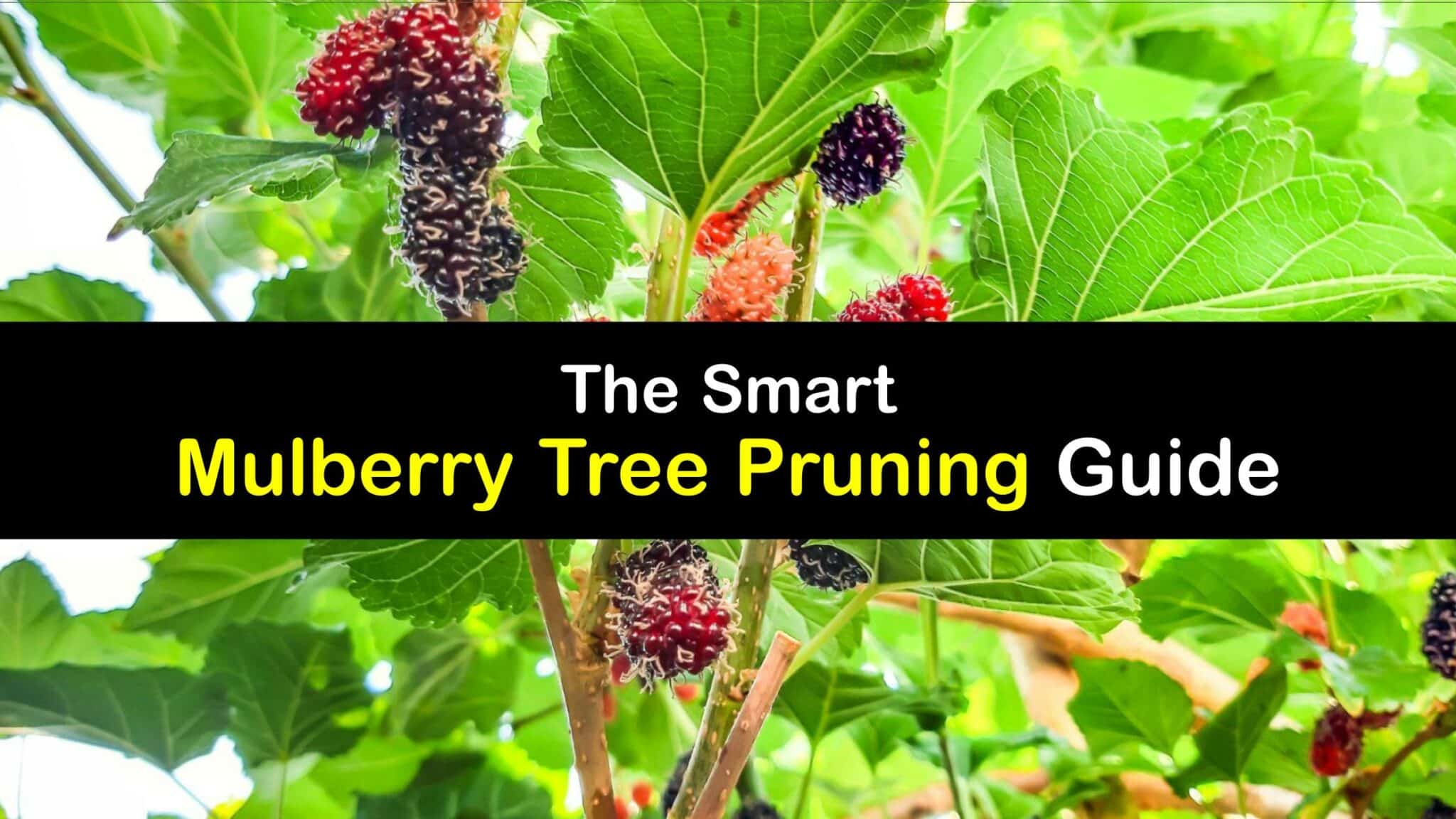 Pruning Mulberry Trees - How to Trim Your Mulberry Bush