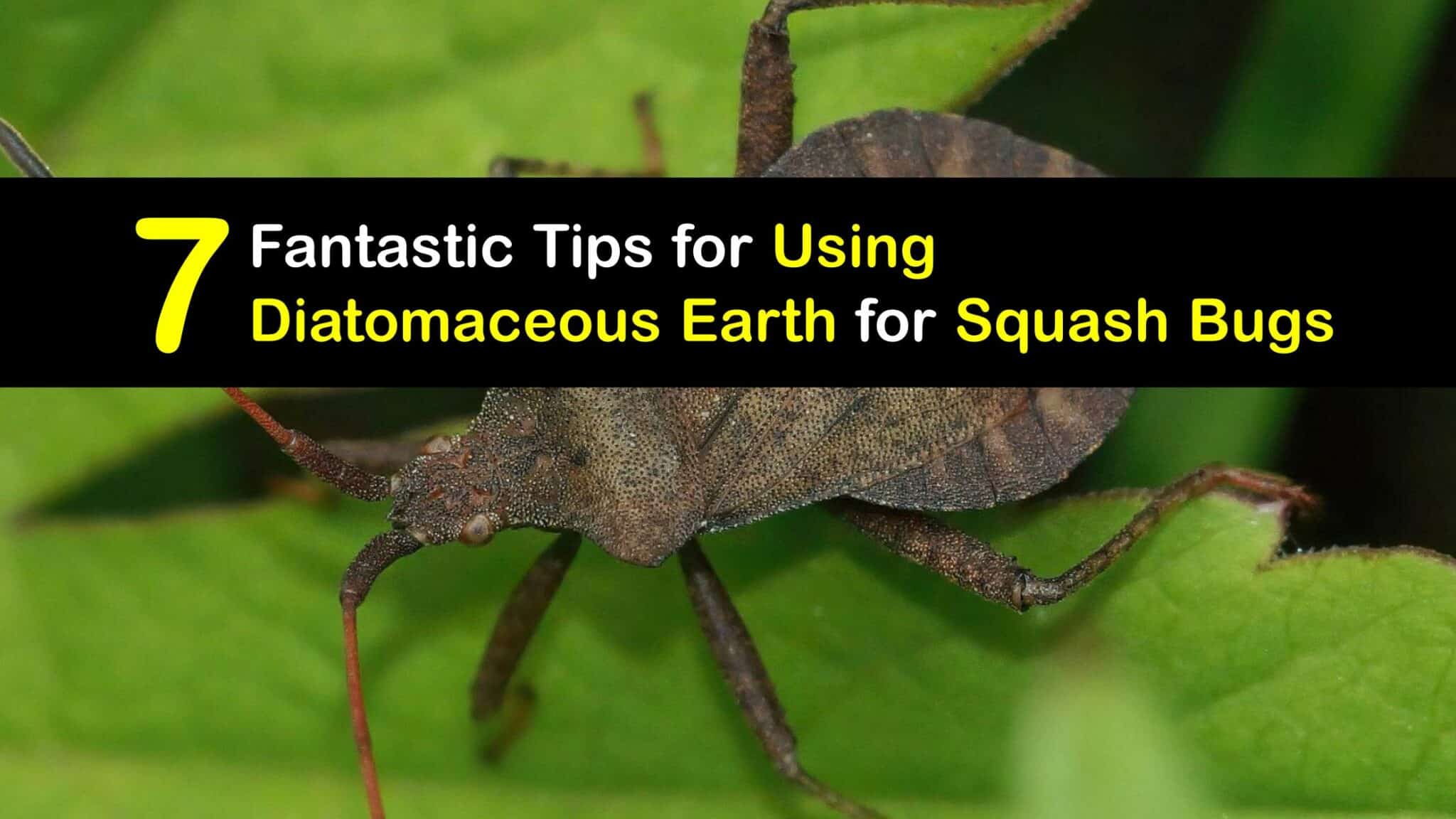 Control Squash Bugs Diatomaceous Earth For Killing Squash Bugs