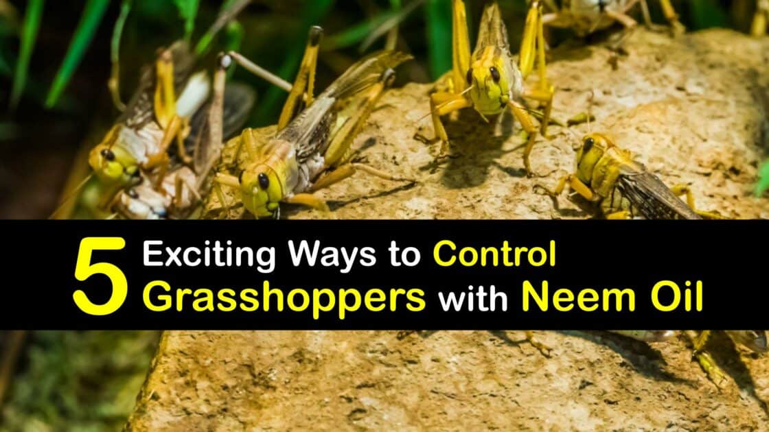 Grasshoppers and Neem Oil - Guide for Grasshopper Control