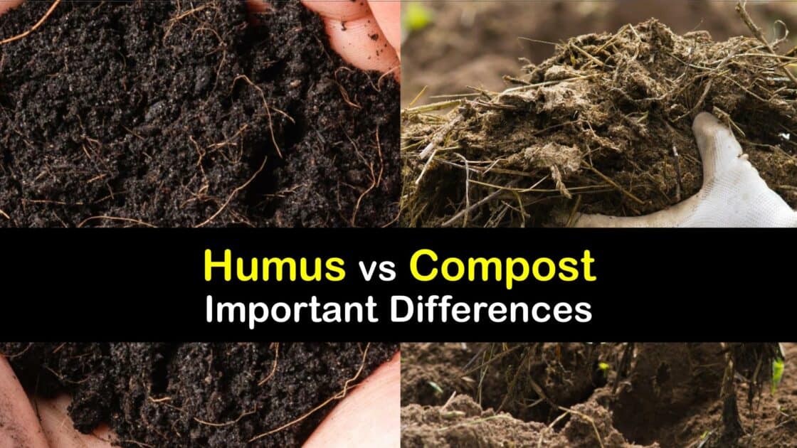 Using Humus and Compost - Which is Better for the Garden