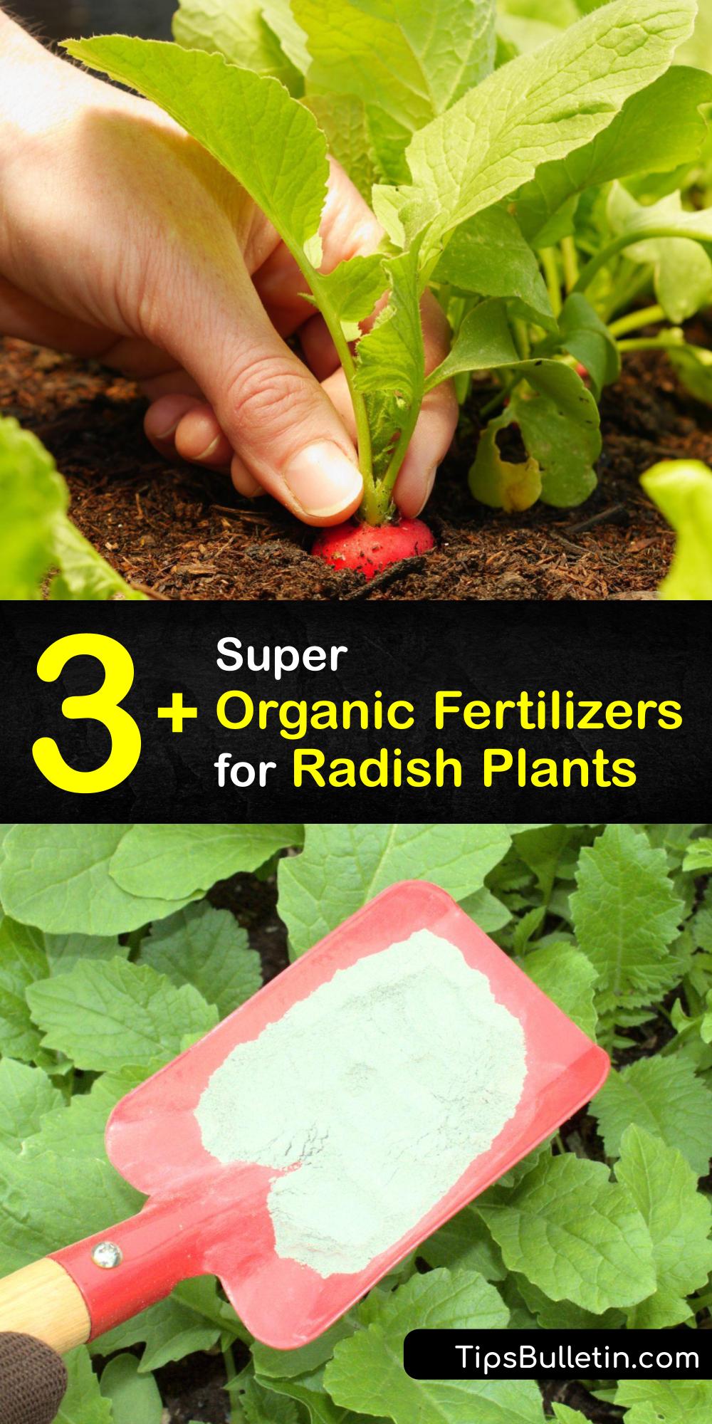 Fertilize Radishes Naturally - Startling DIY Radish Food Recipes