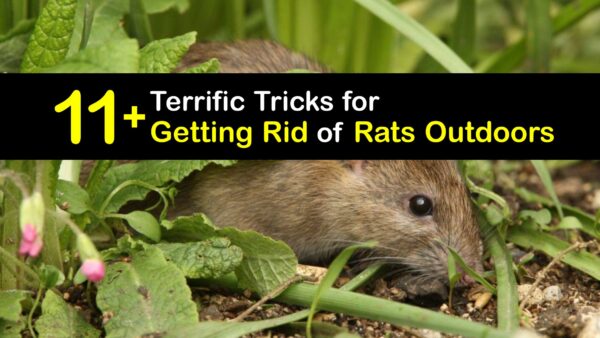 Garden Rat Control - Awesome Tricks to Eliminate Rats in the Yard