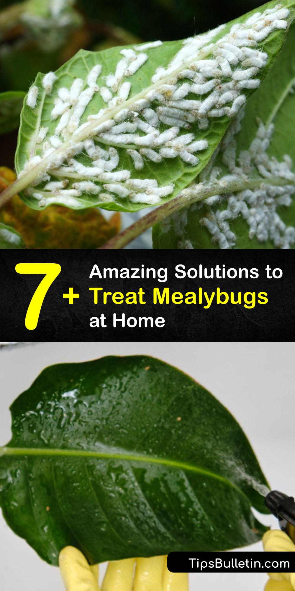 Killing Mealybugs - DIY Natural Bug Control