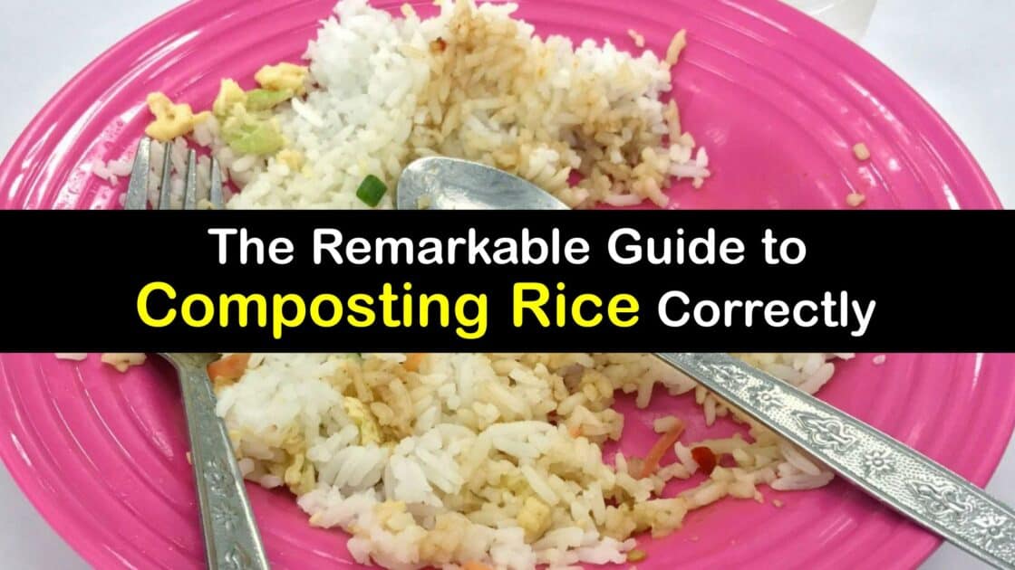 Can Rice be Composted - Brilliant Ways to Compost Rice