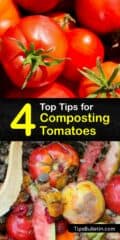 Adding Tomatoes to Compost - Are Tomatoes Good for Composting