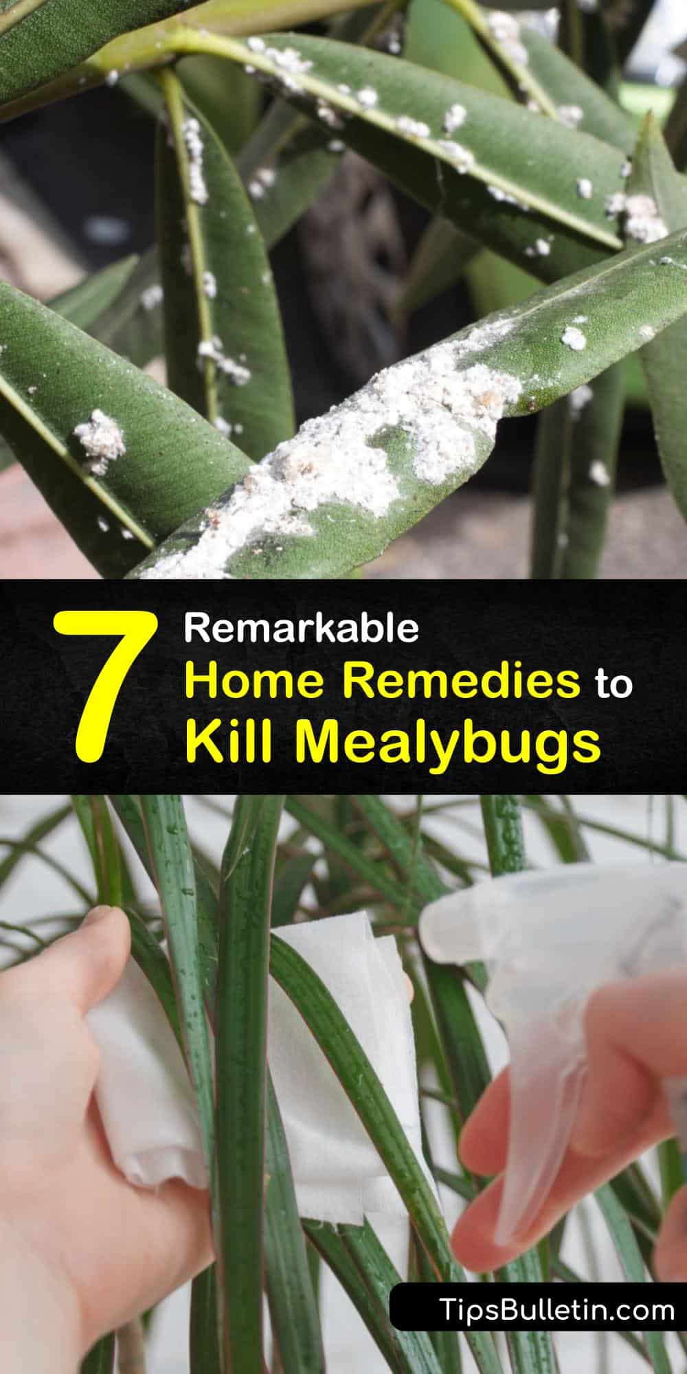 Natural Pest Control - DIY Mealybug Remedies