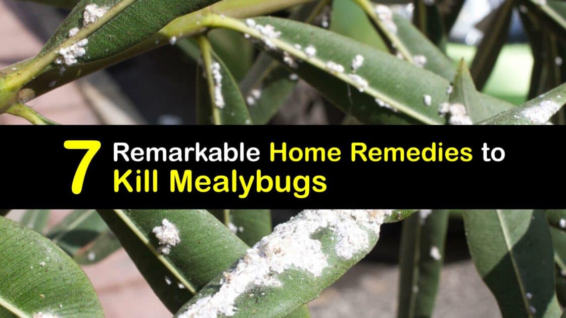 Natural Pest Control - DIY Mealybug Remedies