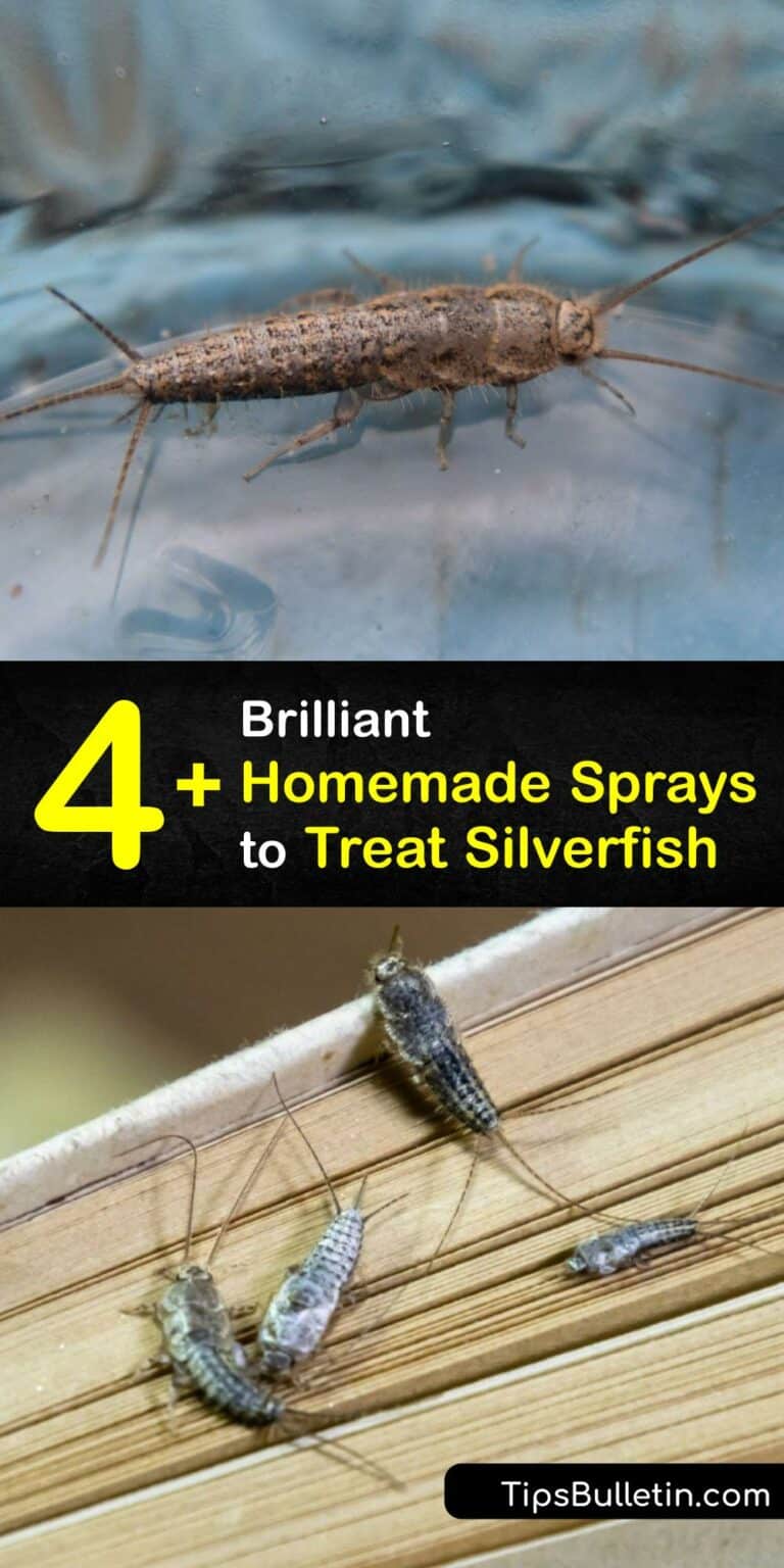 DIY Silverfish Spray - Easy-to-Make Bug Control Options