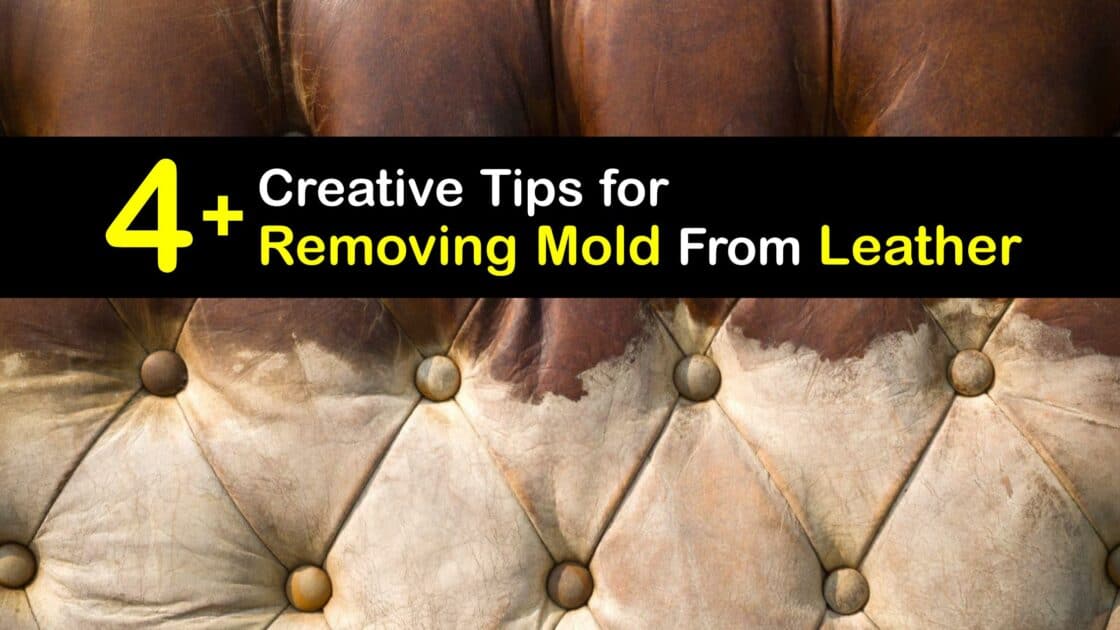 Mildew Removal - Tricks for Cleaning Mold off Leather Furniture
