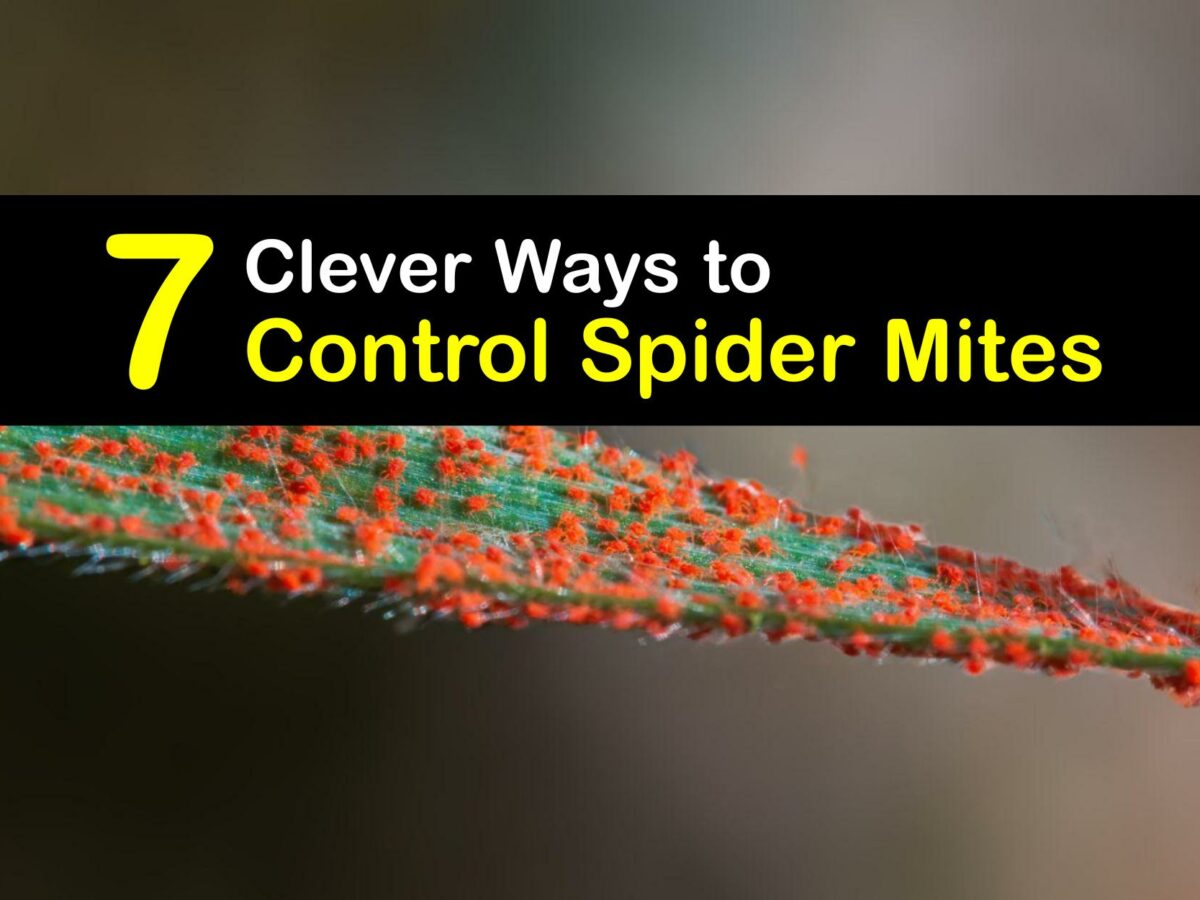 Piper Mack, Author at Tips Bulletin