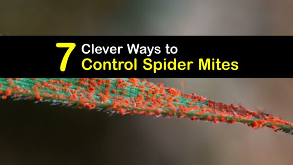 Spider Mite Control - Hands-on Ways to Get Rid of Spider Mites
