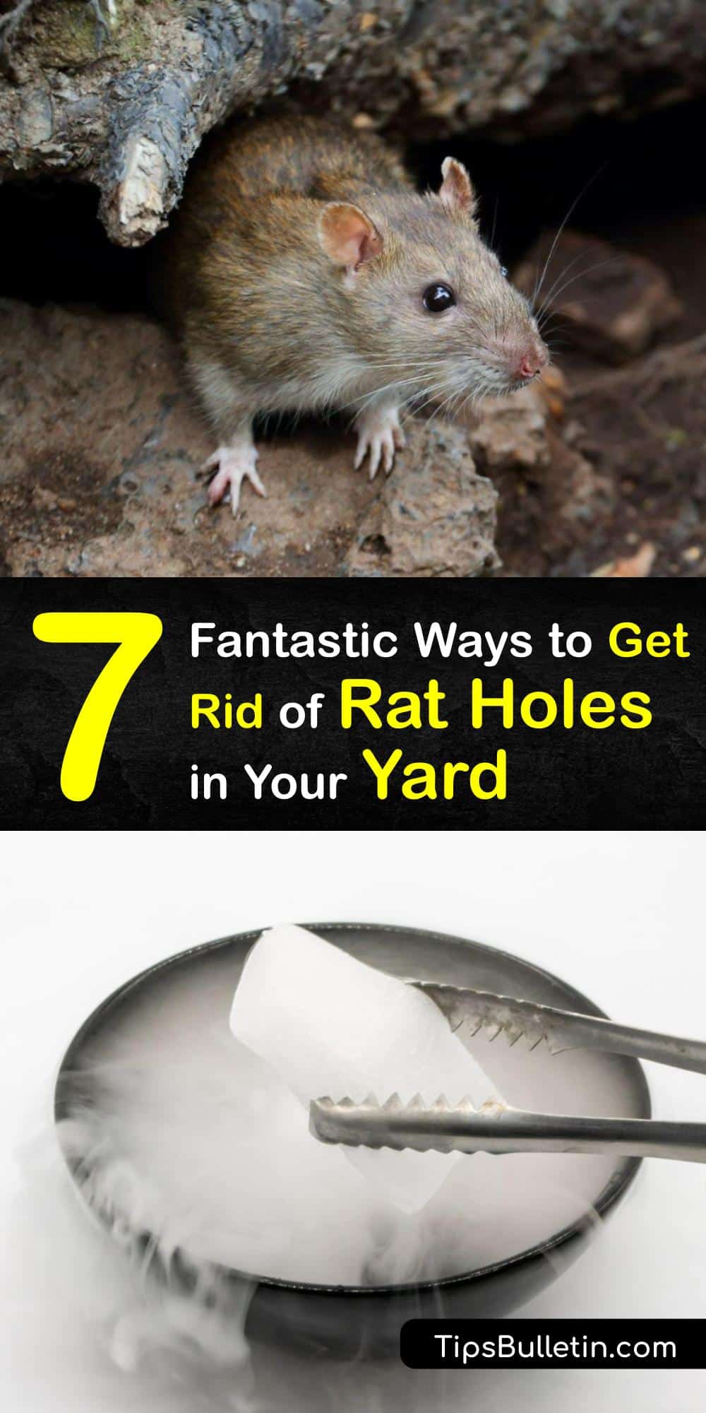 Getting Rid of Rat Holes - Easy Tips to Get Rid of Burrowing Rats