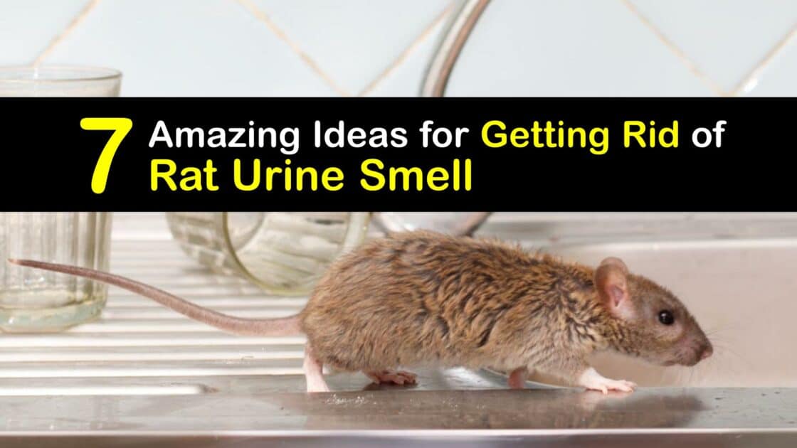 Eliminate Rat Urine Odor - Guide to Getting Rid of Rat Pee Smell