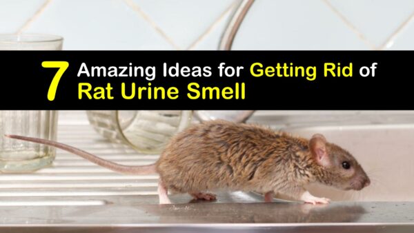 Eliminate Rat Urine Odor - Guide to Getting Rid of Rat Pee Smell