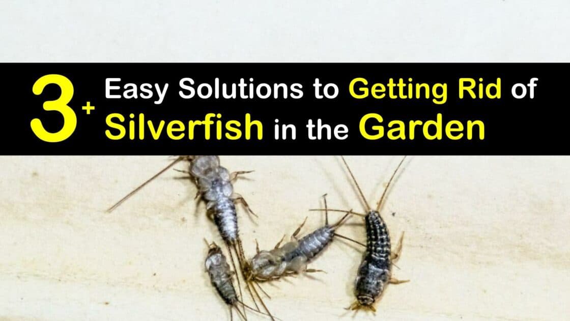 Silverfish in the Garden - Tips for Getting Rid of Silverfish Outside