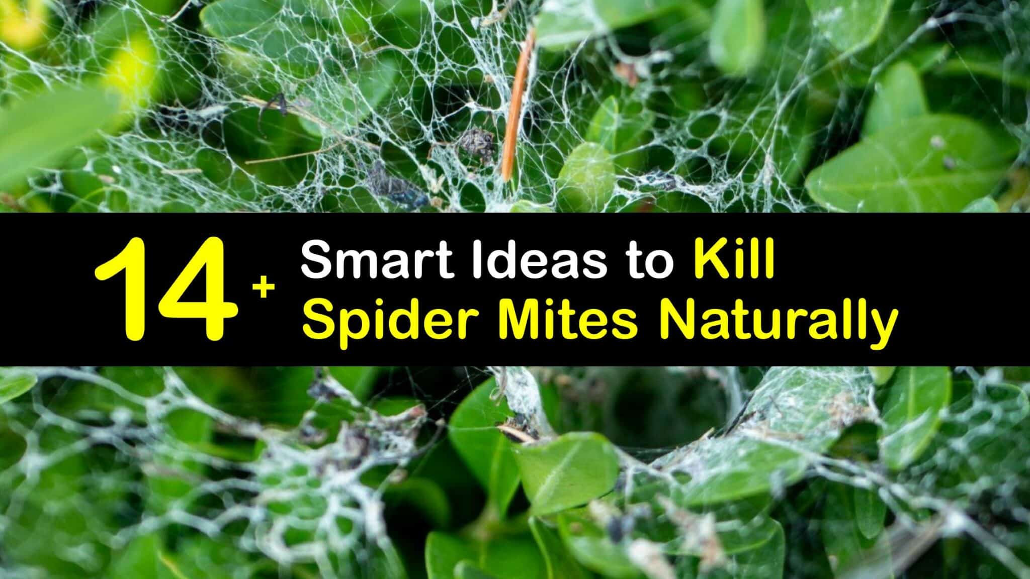Killing Spider Mites - Simple Guide to Getting Rid of Spider Mites