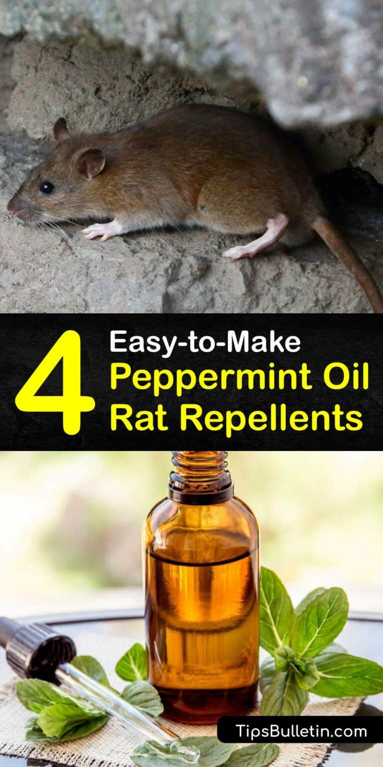 Repel Rats With Mint - Clever Ways to Use Peppermint Oil on Rats