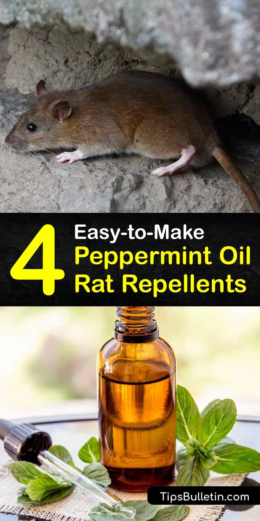 Repel Rats With Mint - Clever Ways to Use Peppermint Oil on Rats