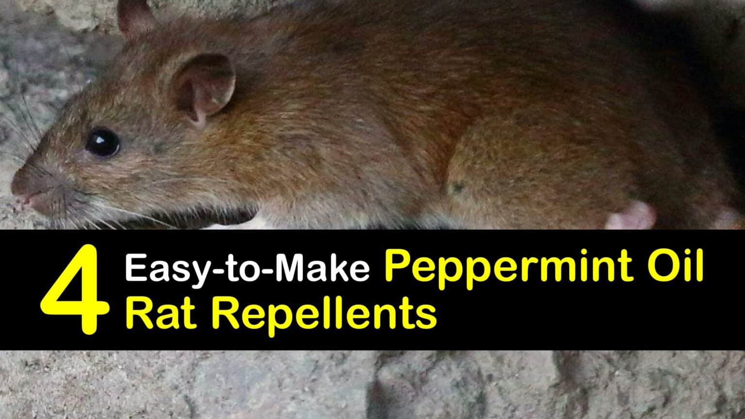 Repel Rats With Mint - Clever Ways to Use Peppermint Oil on Rats