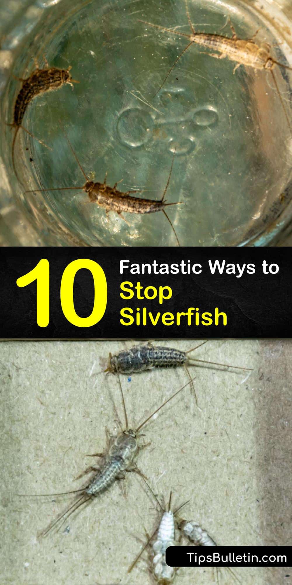Infested with Silverfish - Excellent Silverfish Control Tips