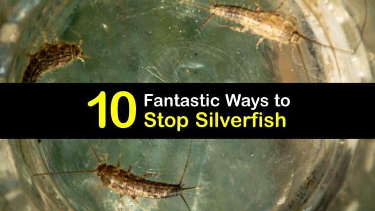 Infested with Silverfish - Excellent Silverfish Control Tips