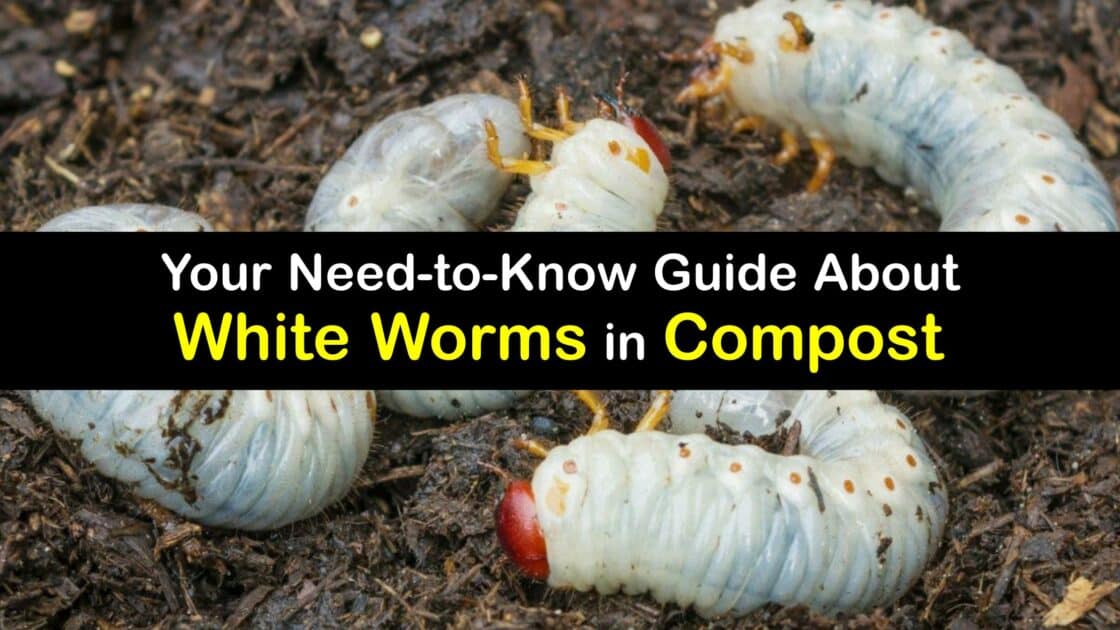 What are Pot Worms - Should I Worry About Worms in My Compost