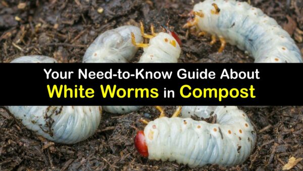 What are Pot Worms - Should I Worry About Worms in My Compost