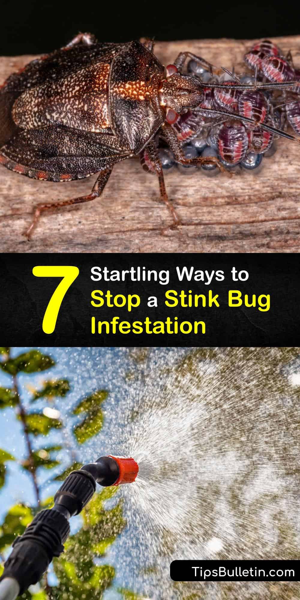 Stink Bug Infestation - How to Handle a Stink Bug Problem